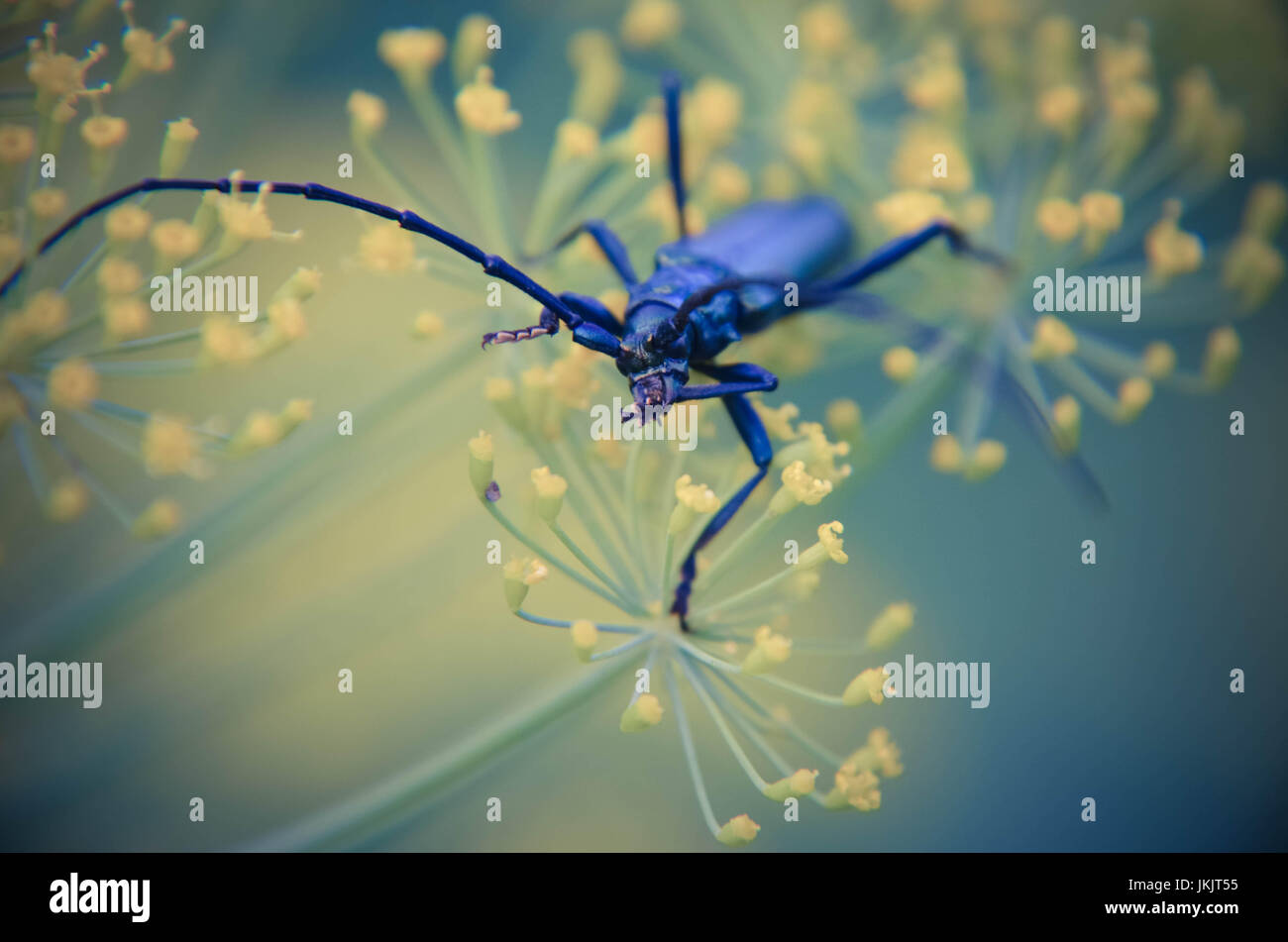 Black beetle Cerambyx cerdo sitting on a flower dill Stock Photo - Alamy
