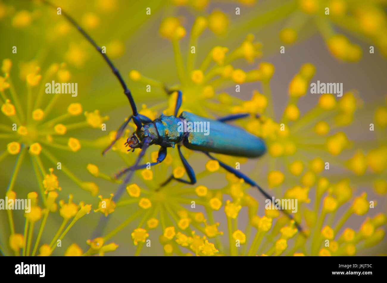 Black beetle Cerambyx cerdo sitting on a flower dill Stock Photo - Alamy