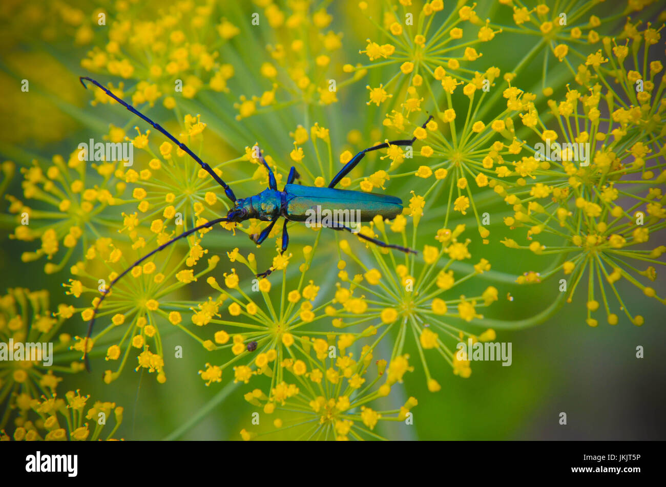 Black beetle Cerambyx cerdo sitting on a flower dill Stock Photo - Alamy