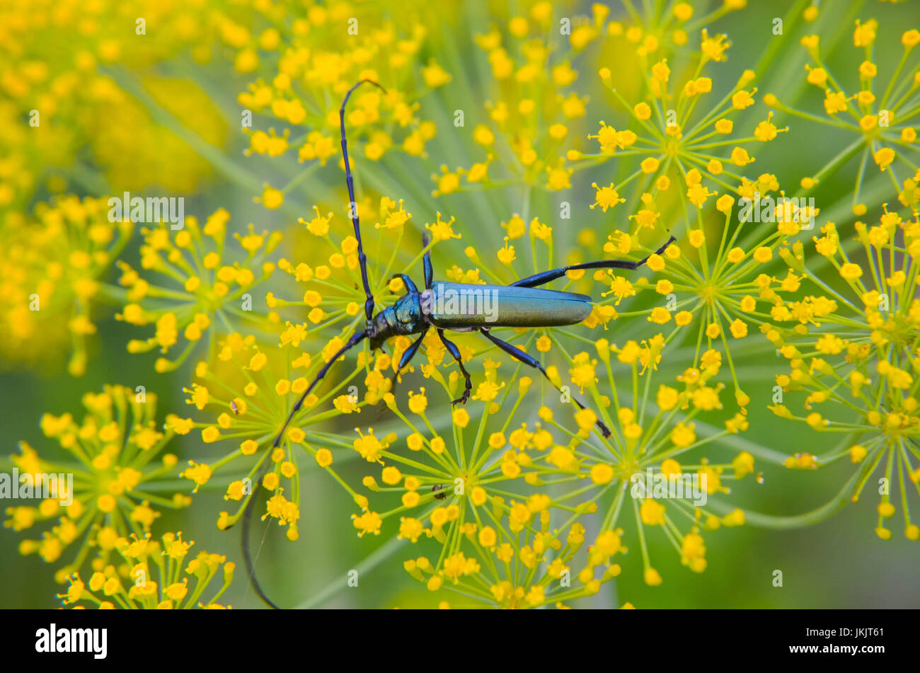 Black beetle Cerambyx cerdo sitting on a flower dill Stock Photo - Alamy