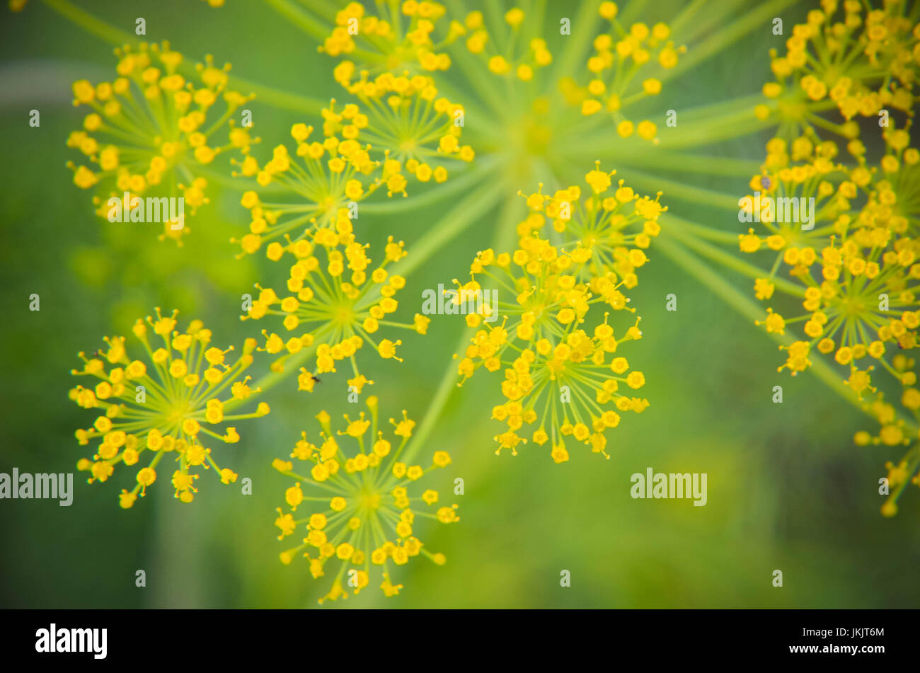 Black beetle Cerambyx cerdo sitting on a flower dill Stock Photo - Alamy