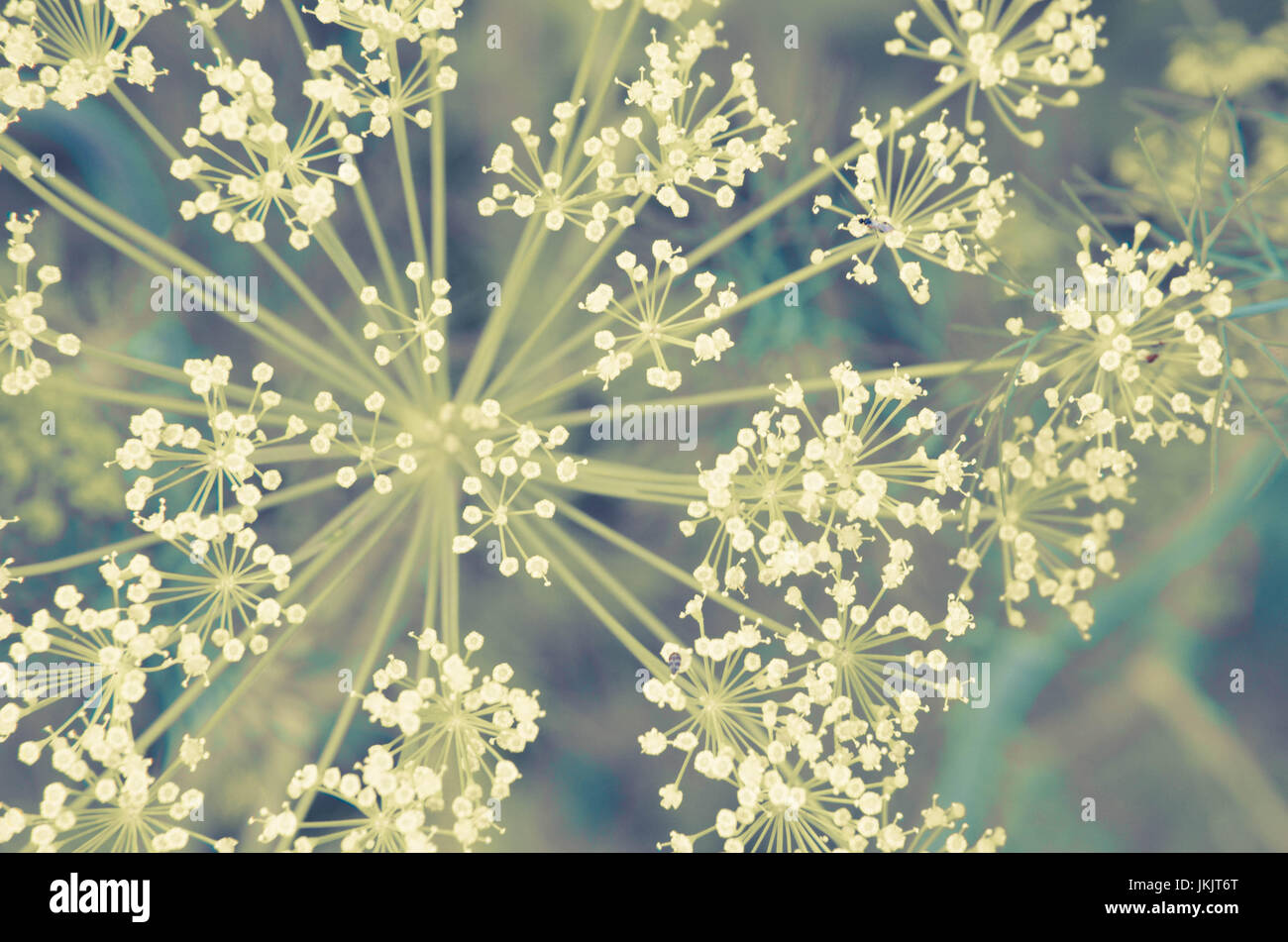 Black beetle Cerambyx cerdo sitting on a flower dill Stock Photo - Alamy