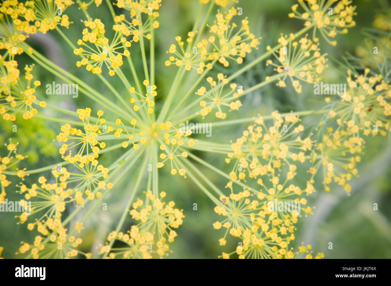 Black beetle Cerambyx cerdo sitting on a flower dill Stock Photo - Alamy