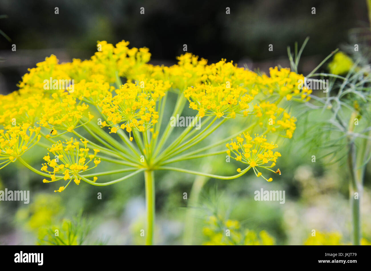 Black beetle Cerambyx cerdo sitting on a flower dill Stock Photo - Alamy