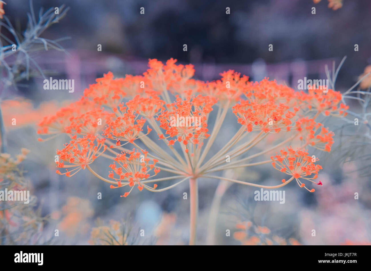Black beetle Cerambyx cerdo sitting on a flower dill Stock Photo - Alamy