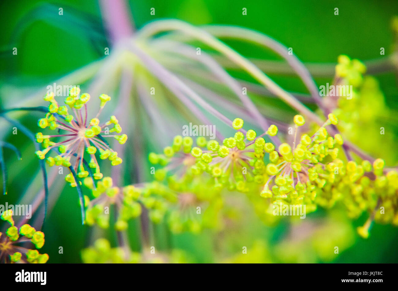 Black beetle Cerambyx cerdo sitting on a flower dill Stock Photo - Alamy