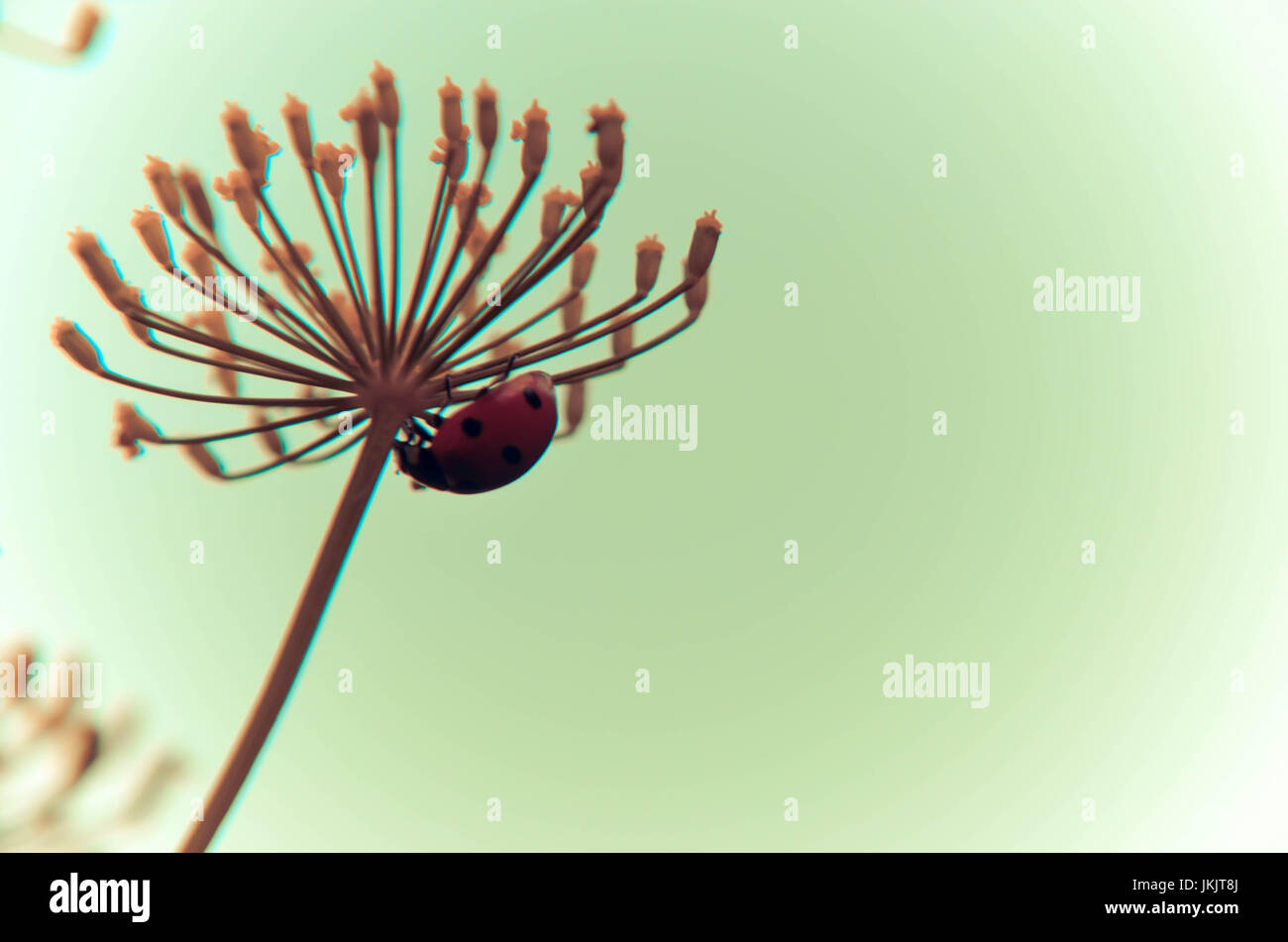 Black and red beetle Cerambyx cerdo sitting on a flower dill Stock ...