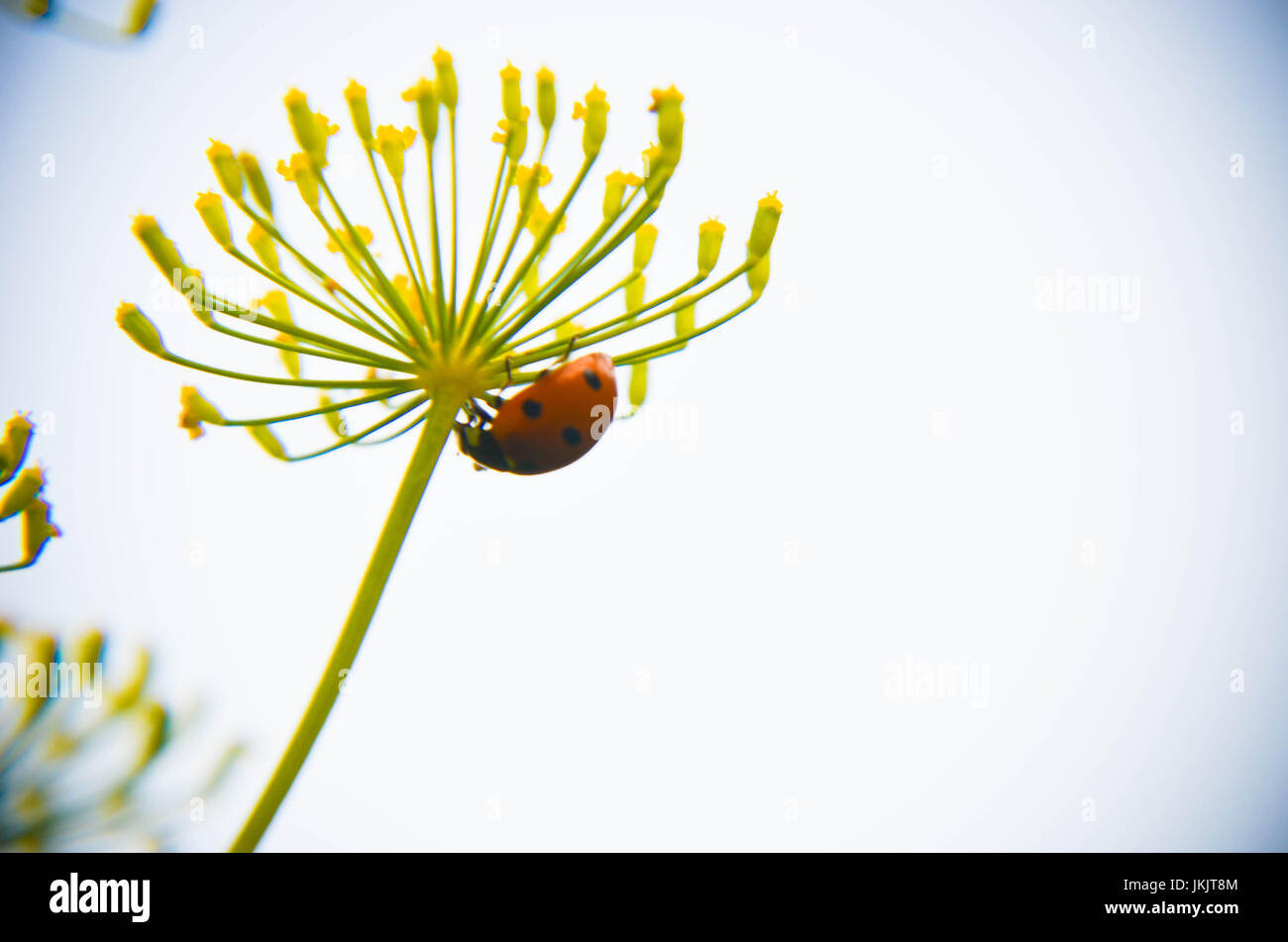 Black and red beetle Cerambyx cerdo sitting on a flower dill Stock ...
