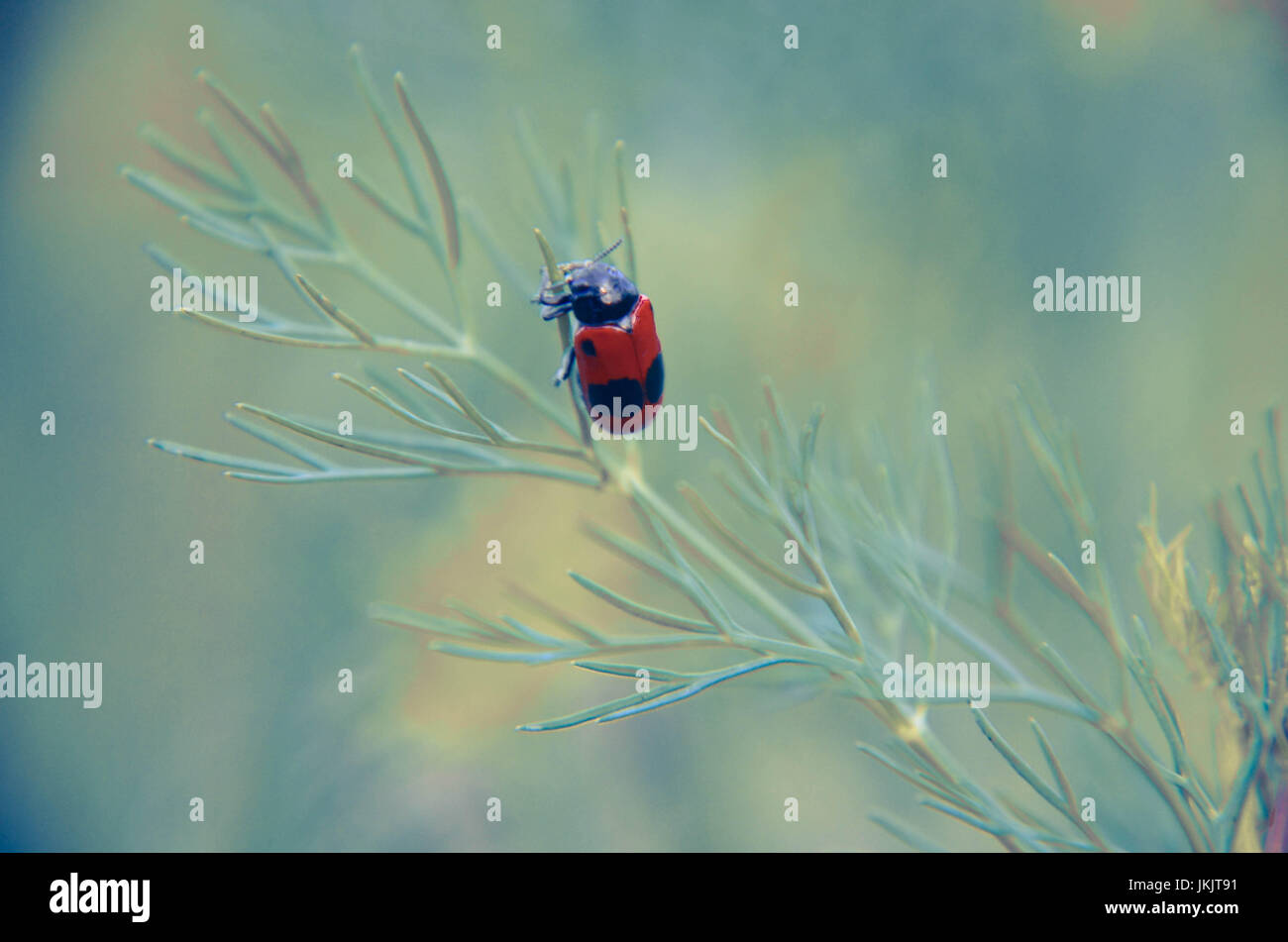 Black and red beetle Cerambyx cerdo sitting on a flower dill Stock ...