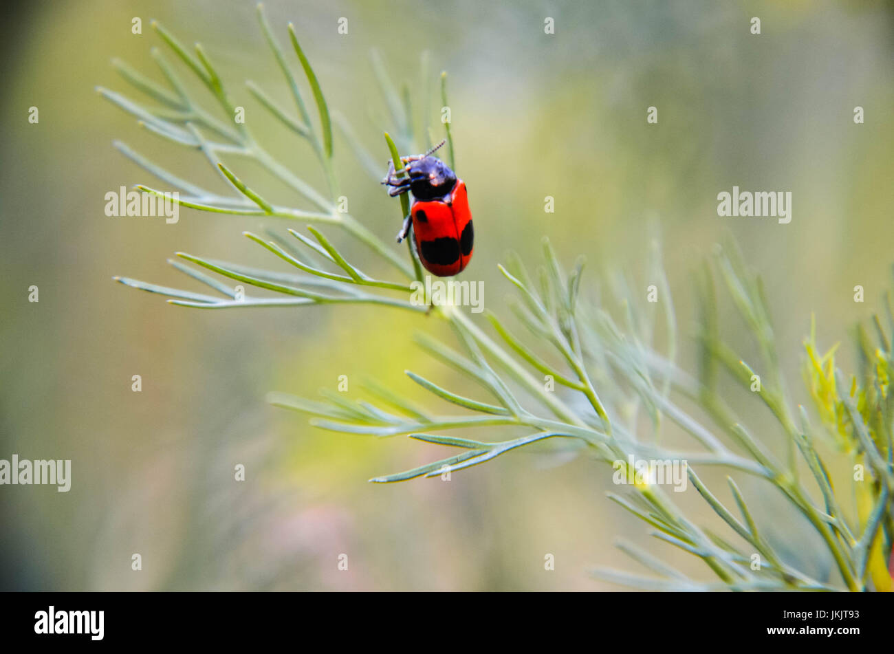 Black and red beetle Cerambyx cerdo sitting on a flower dill Stock ...