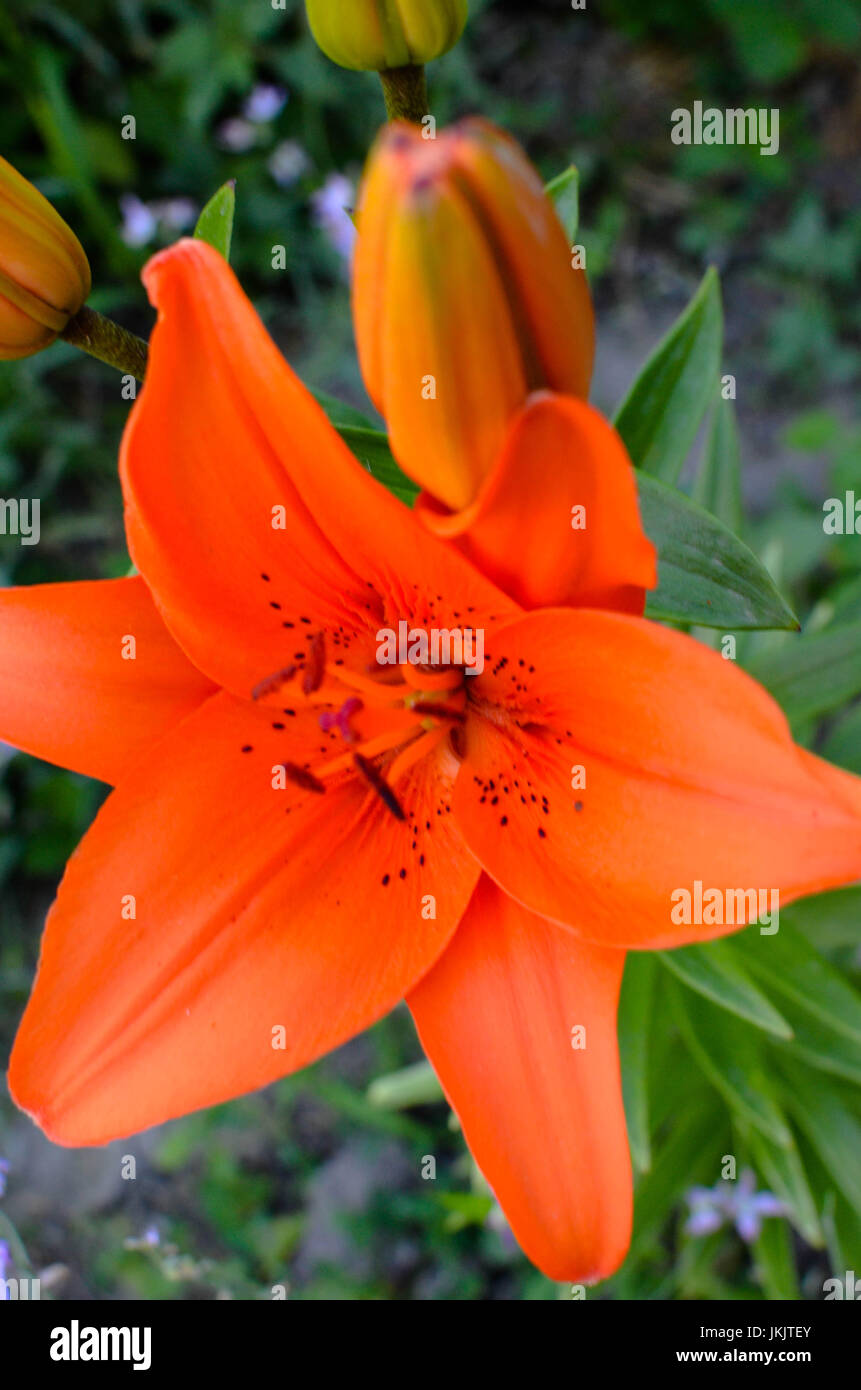 Full blooming of deep red lily in flower garden Stock Photo - Alamy