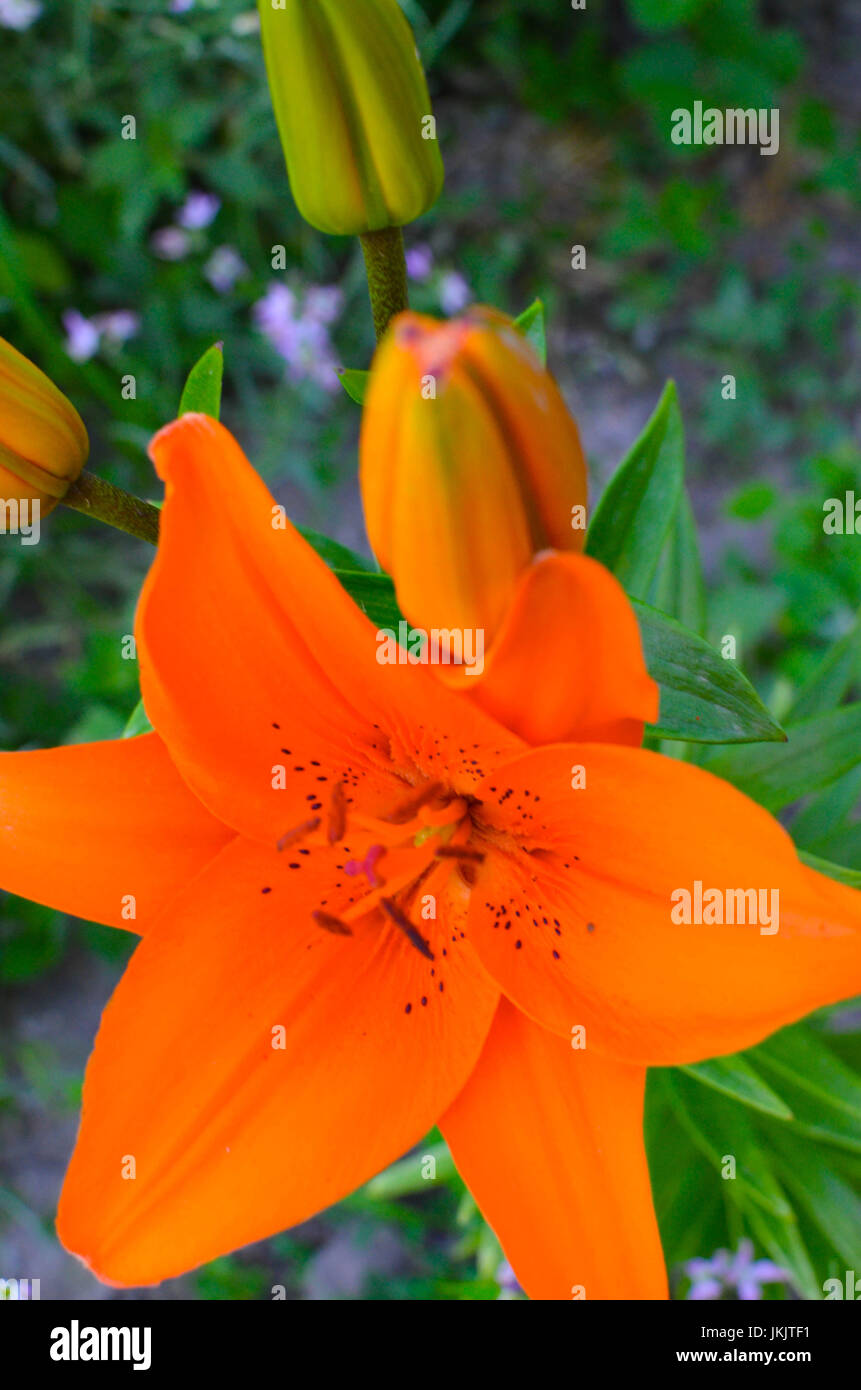 Full blooming of deep red lily in flower garden Stock Photo - Alamy