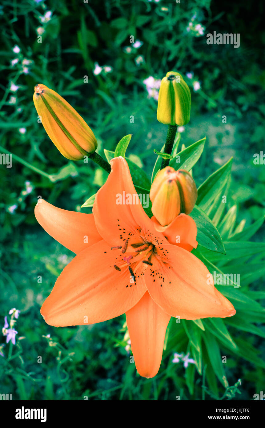 Full blooming of deep red lily in flower garden Stock Photo - Alamy