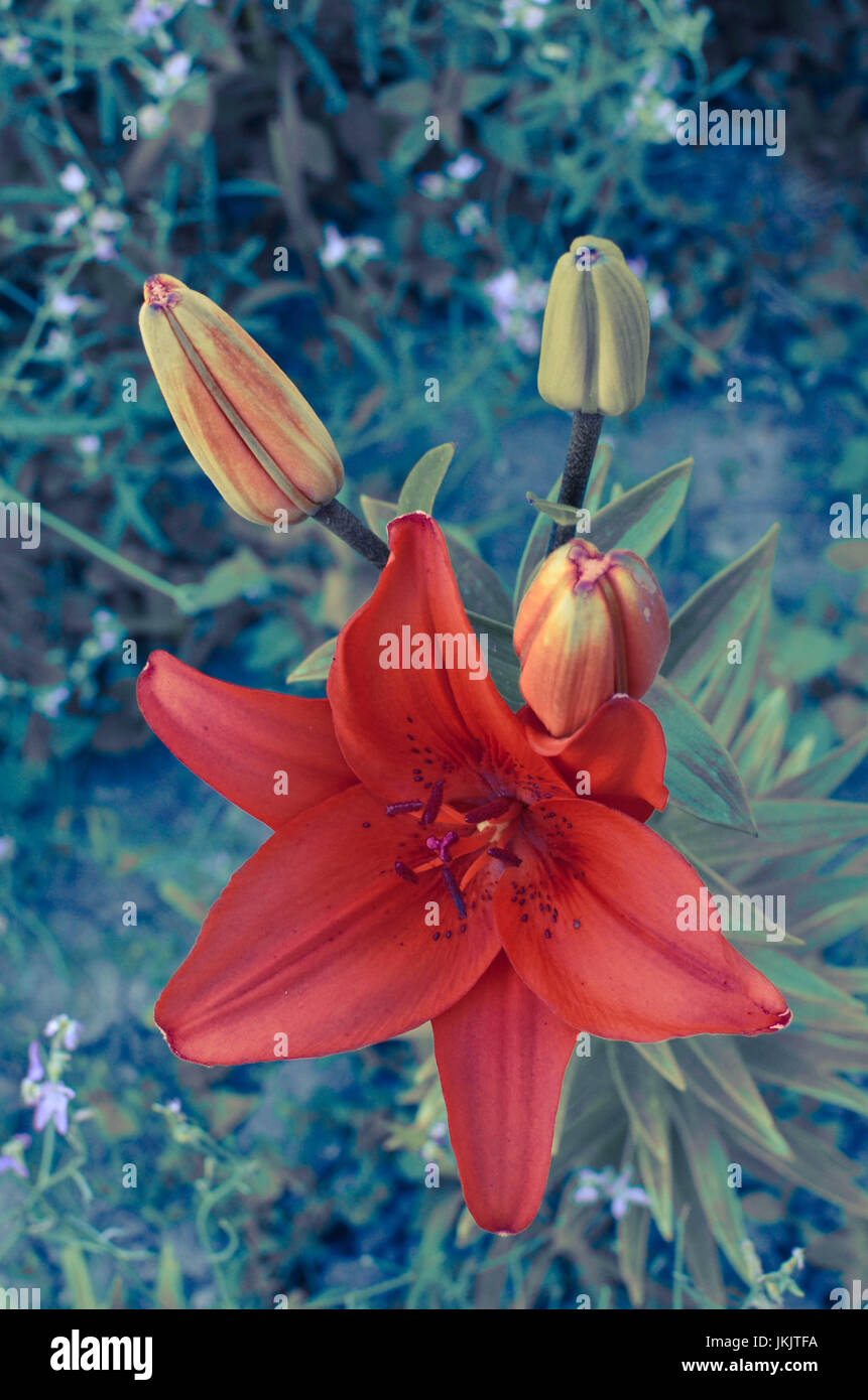 Deep Red Lily High Resolution Stock Photography and Images - Alamy