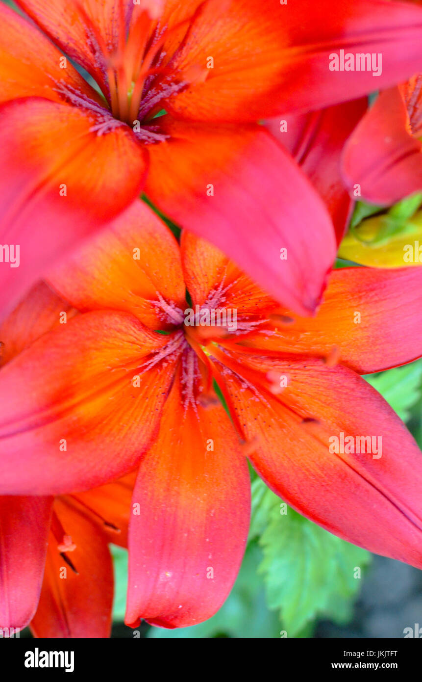 Full blooming of deep red lily in flower garden Stock Photo - Alamy