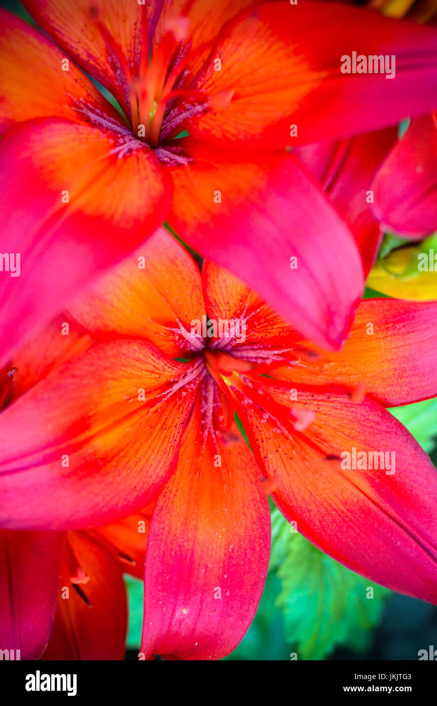 Full blooming of deep red lily in flower garden Stock Photo - Alamy