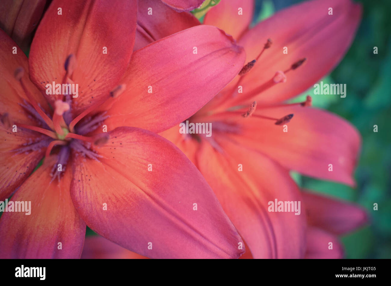 Full blooming of deep red lily in flower garden Stock Photo - Alamy