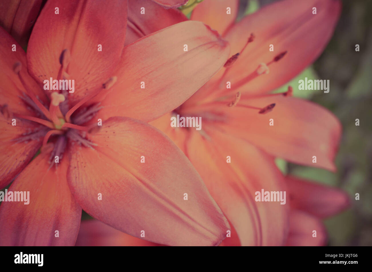 Full blooming of deep red lily in flower garden Stock Photo - Alamy