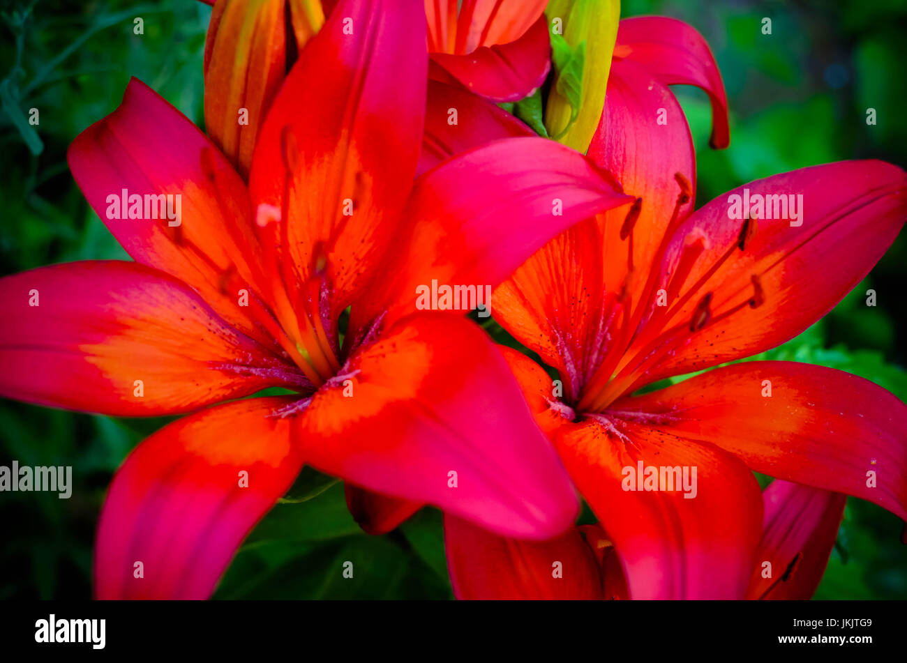 Full blooming of deep red lily in flower garden Stock Photo - Alamy