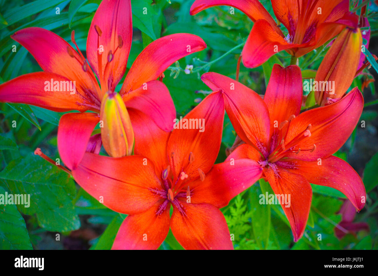Full blooming of deep red lily in flower garden Stock Photo - Alamy