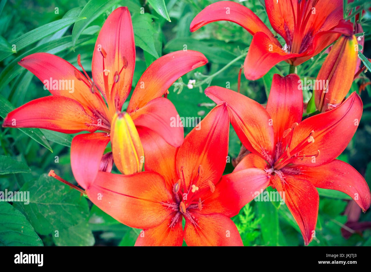 Full blooming of deep red lily in flower garden Stock Photo - Alamy