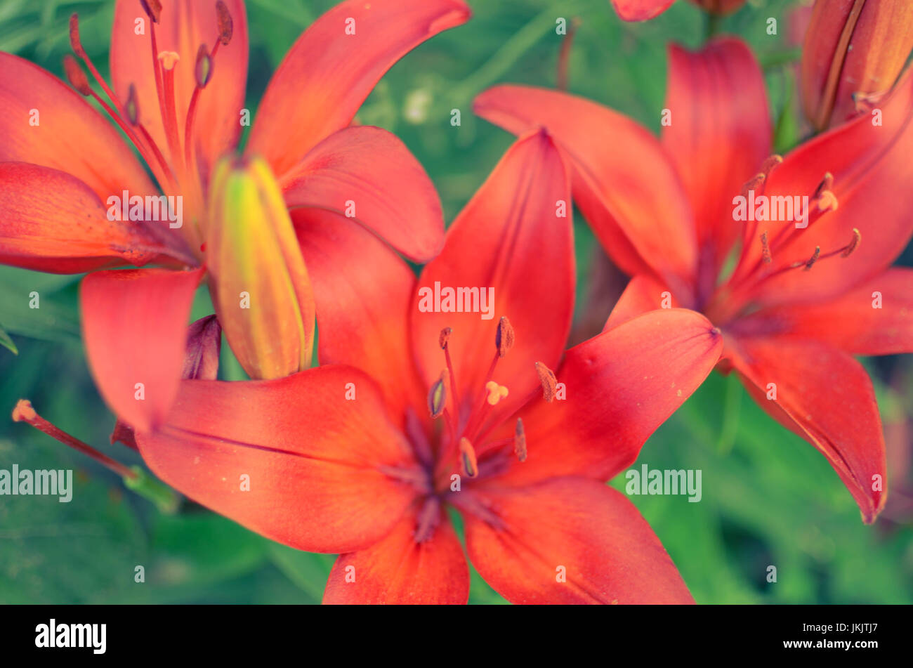 Full blooming of deep red lily in flower garden Stock Photo - Alamy