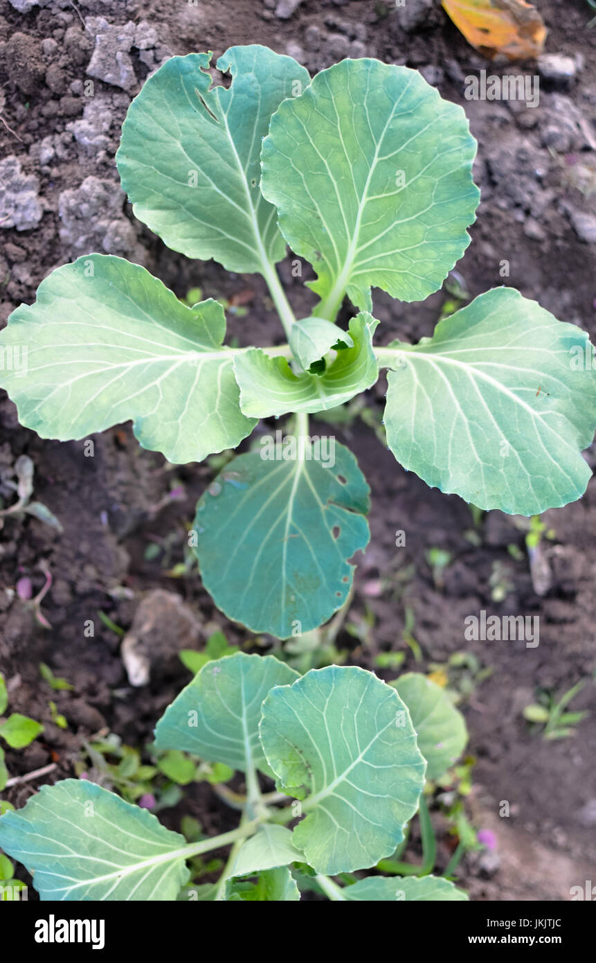 Young plant of green cabbage growing in garden Stock Photo - Alamy