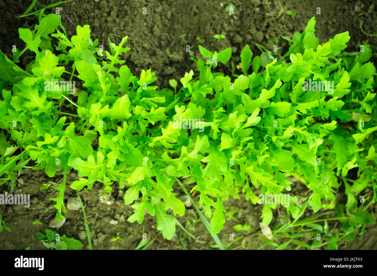 Arugula plants in home hi-res stock photography and images - Alamy
