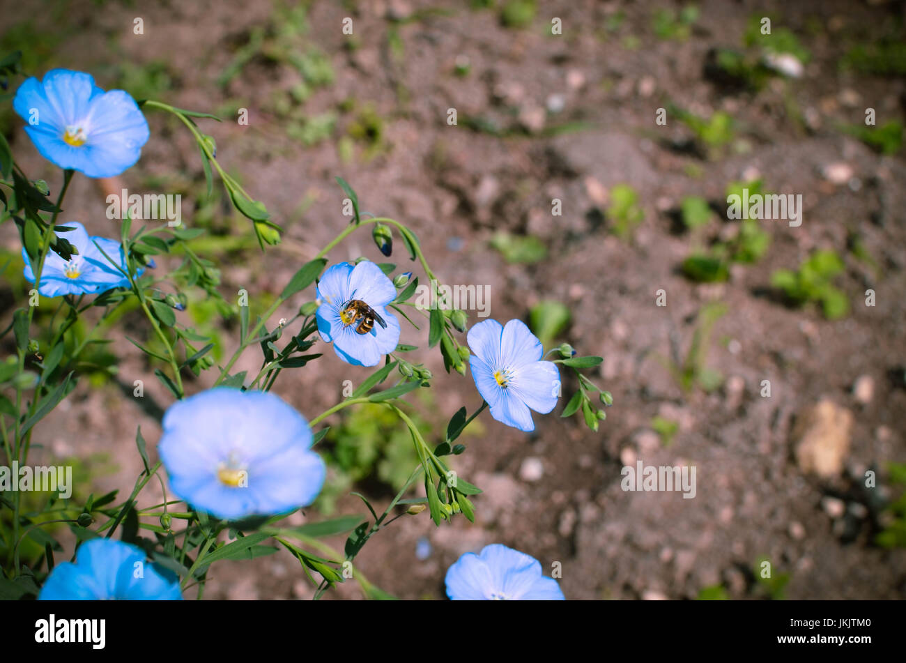 Background of blooming blue flax in a farm field Stock Photo - Alamy