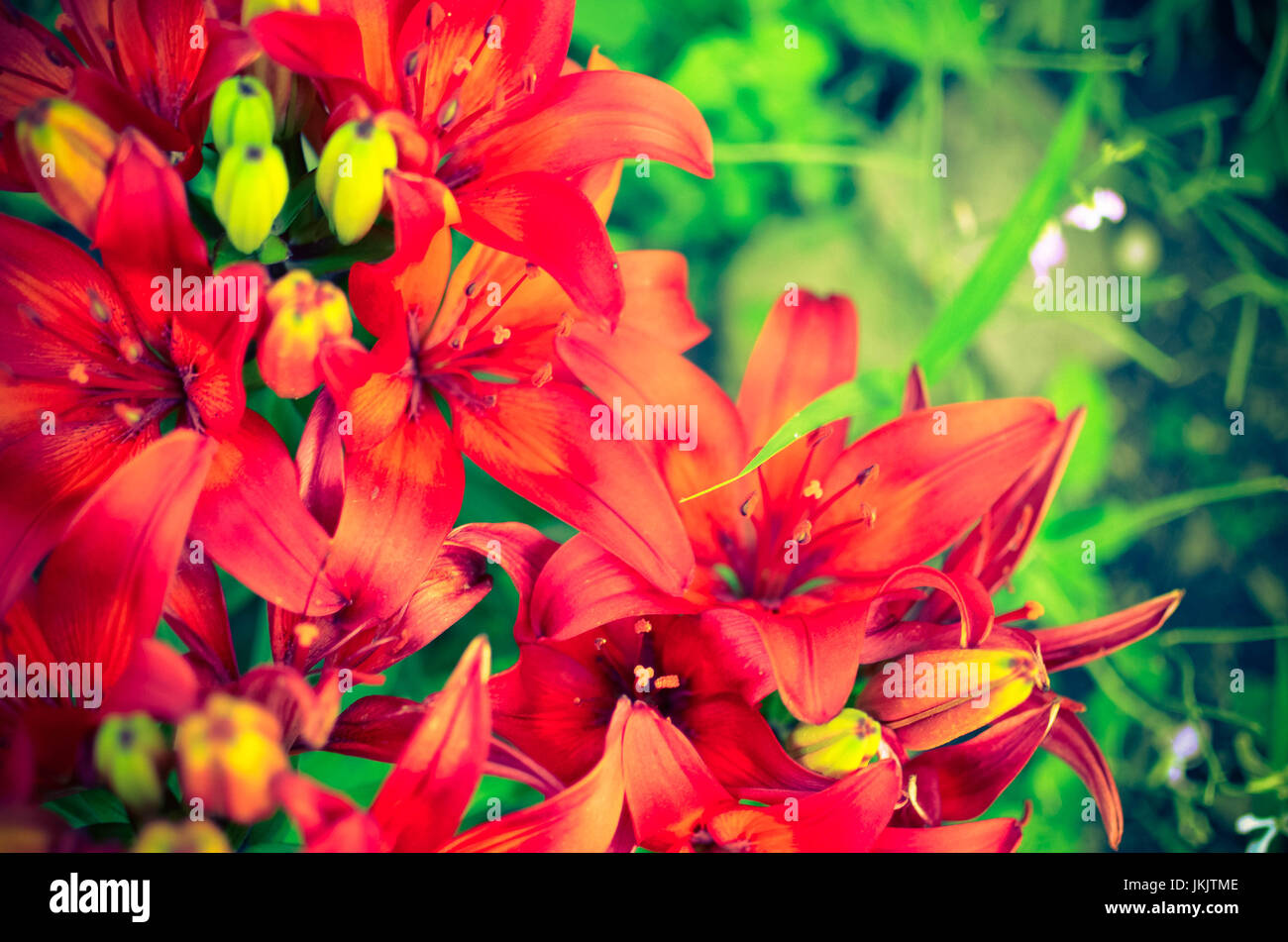 Full blooming of deep red lily in flower garden Stock Photo - Alamy