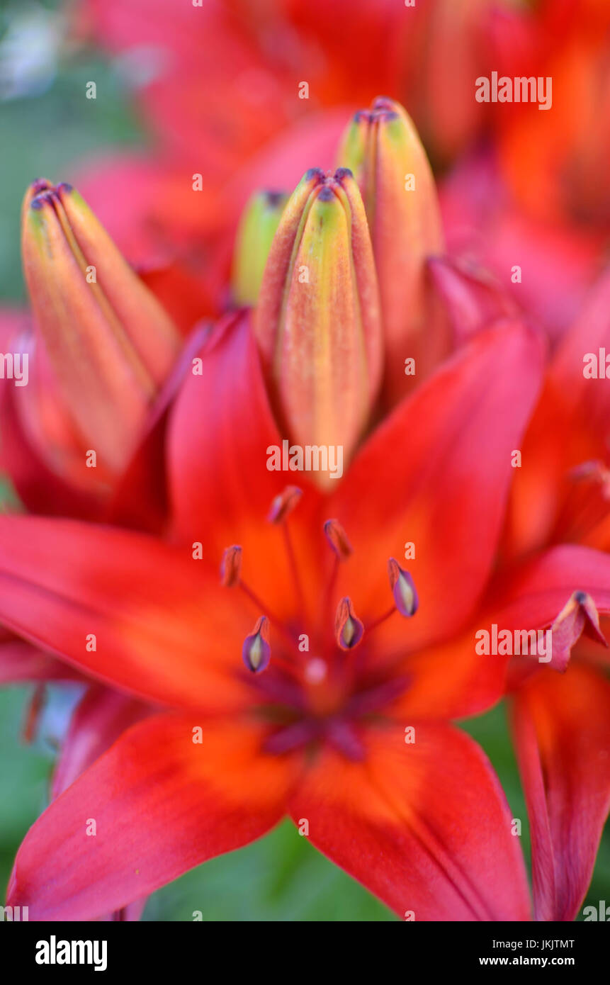 Full blooming of deep red lily in flower garden Stock Photo - Alamy