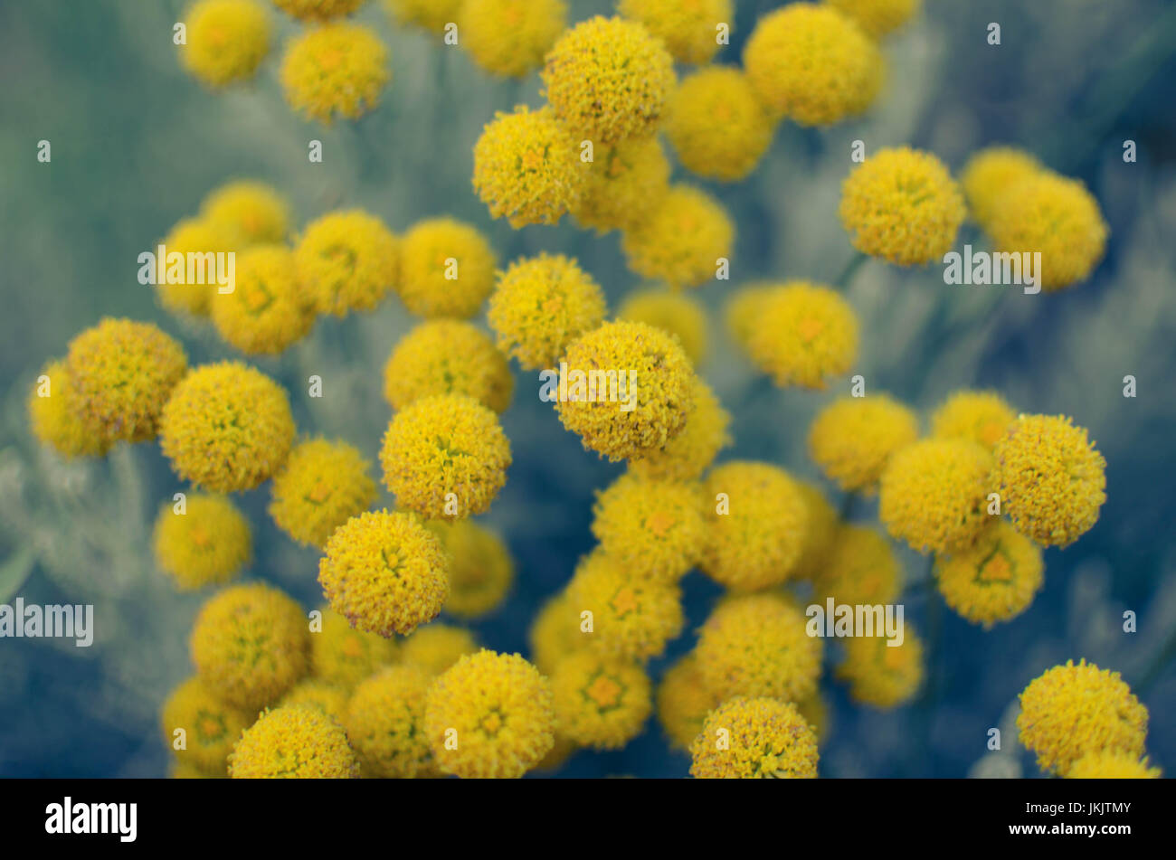 vintage photo of many wild meadow sift yellow flowers on dark field and ...