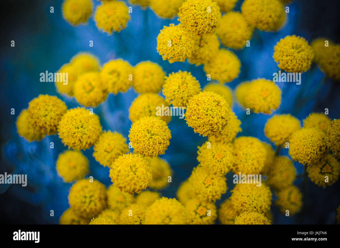 vintage photo of many wild meadow sift yellow flowers on dark field and ...