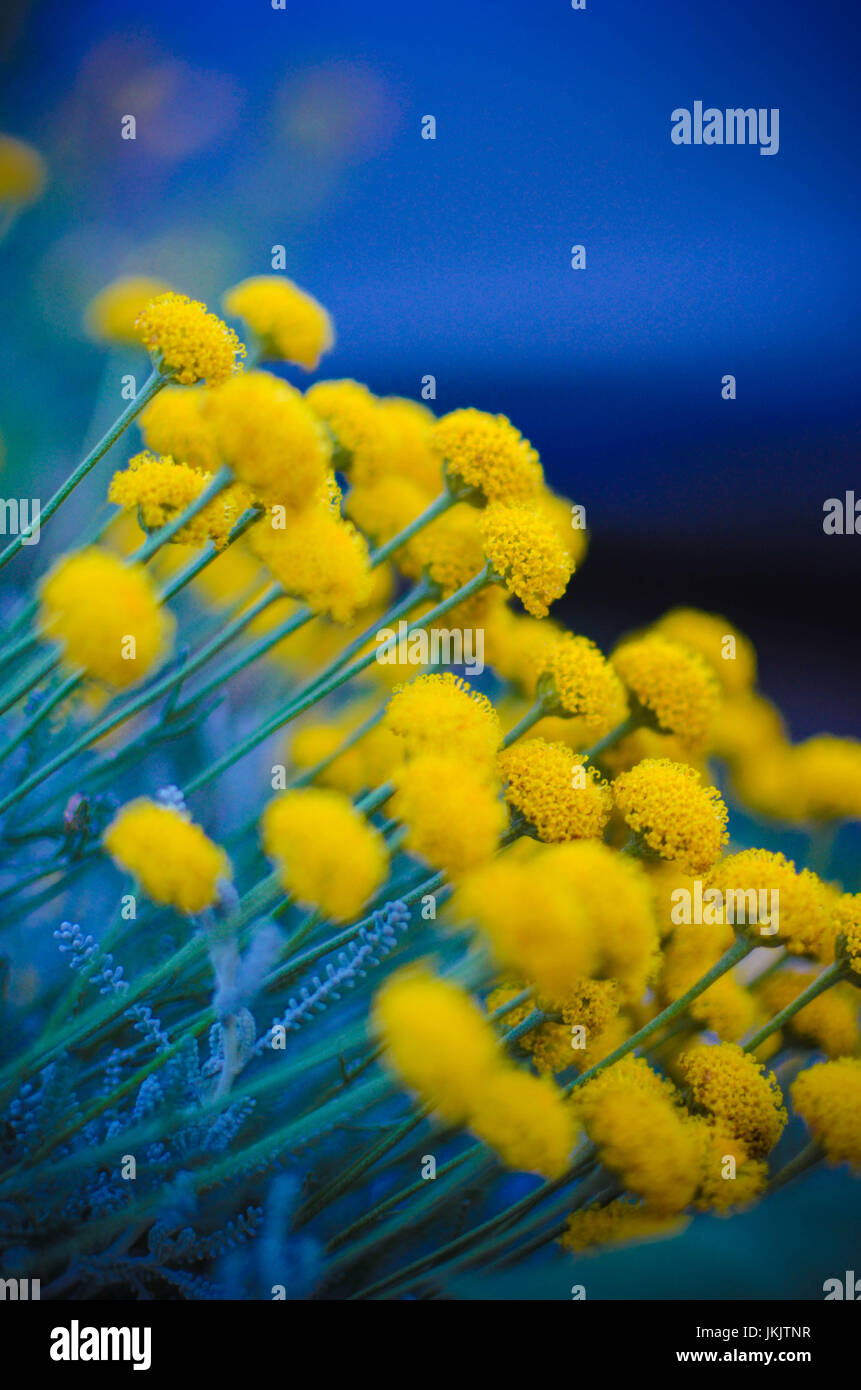 vintage photo of many wild meadow sift yellow flowers on dark field and ...