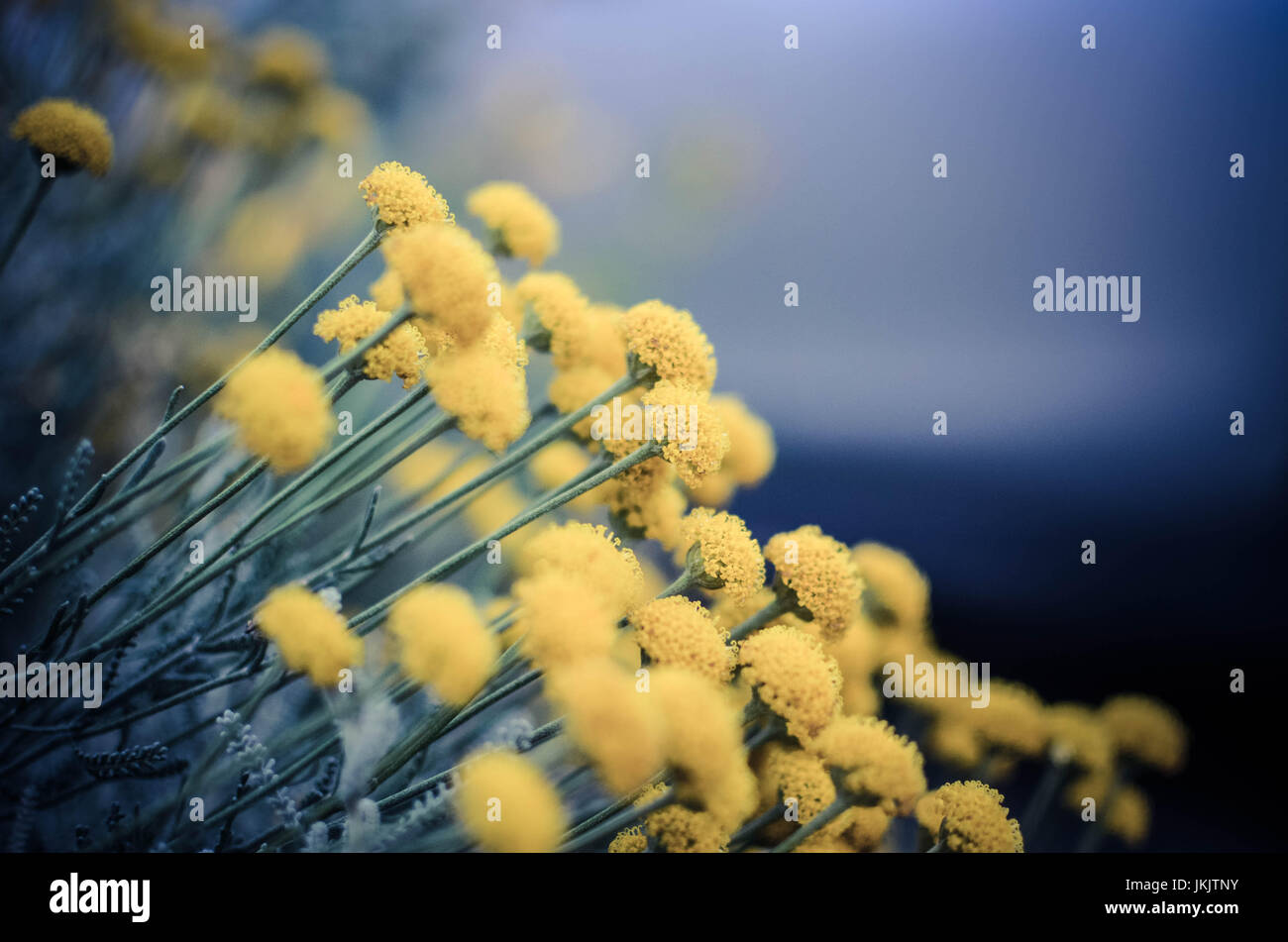 vintage photo of many wild meadow sift yellow flowers on dark field and ...