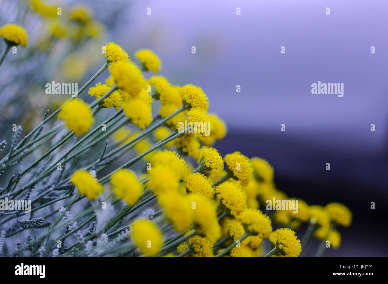 vintage photo of many wild meadow sift yellow flowers on dark field and ...