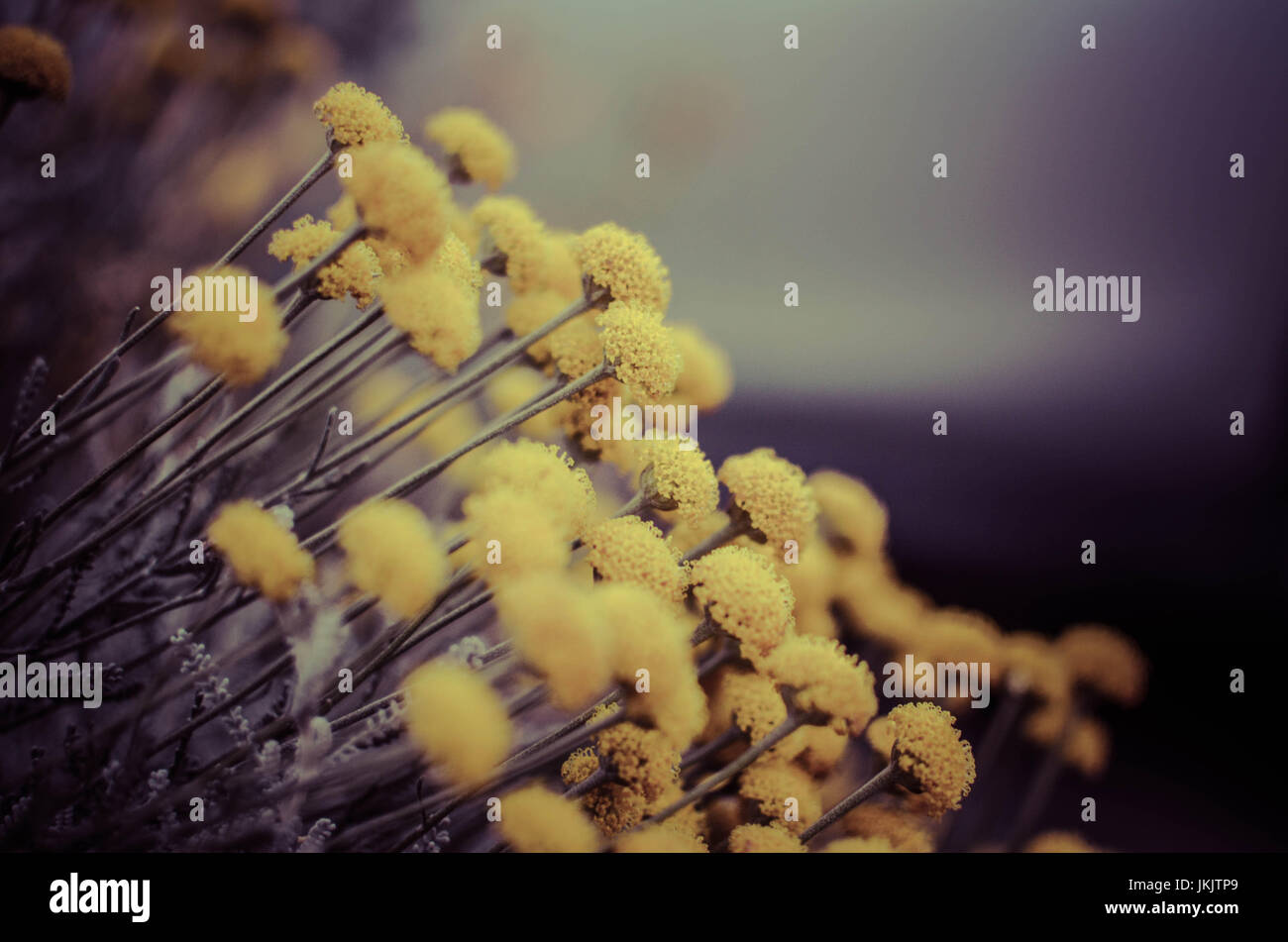 vintage photo of many wild meadow sift yellow flowers on dark field and ...