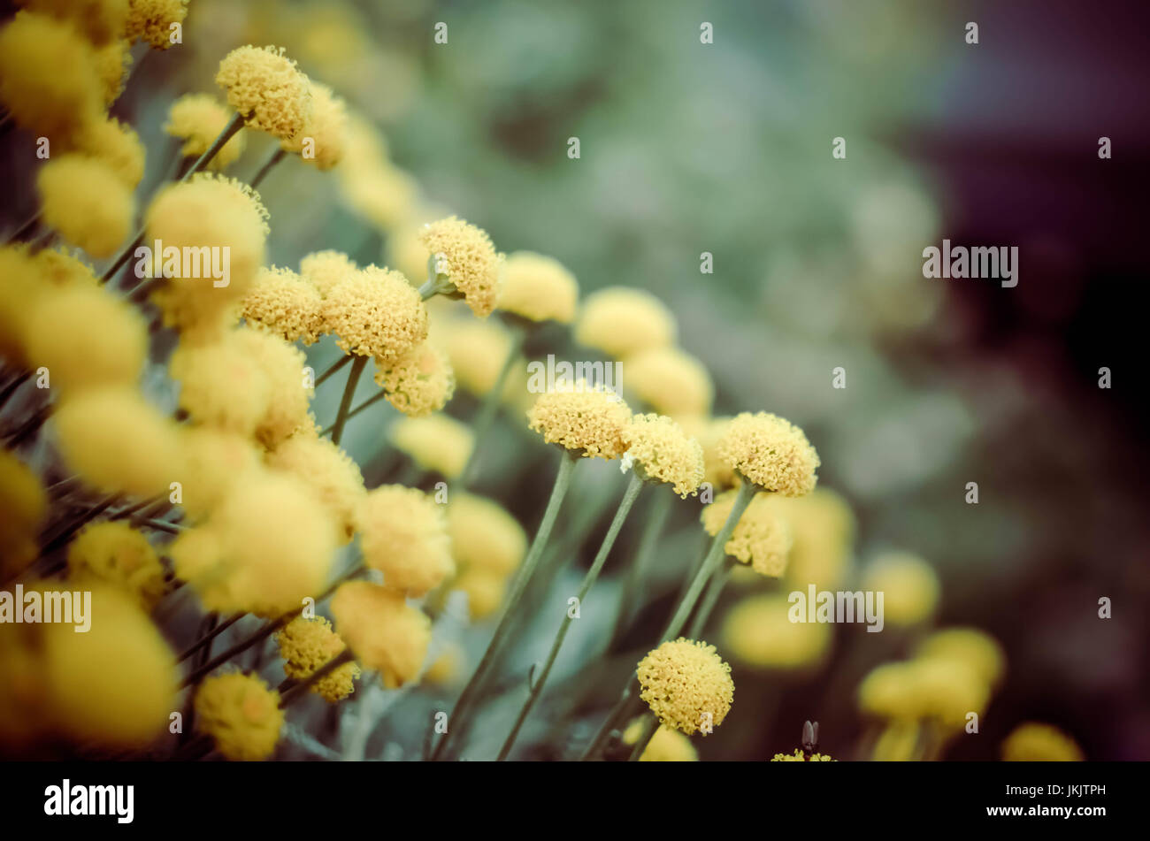 vintage photo of many wild meadow sift yellow flowers on dark field and ...