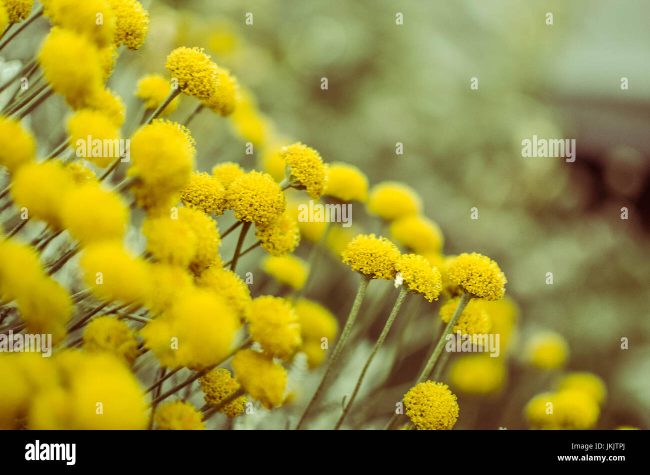 vintage photo of many wild meadow sift yellow flowers on dark field and ...