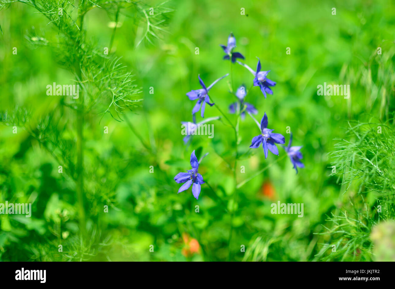 Blue summer flowers close hi-res stock photography and images - Alamy