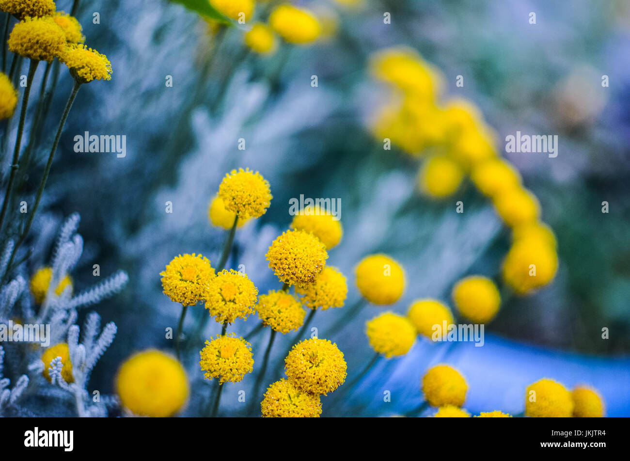 vintage photo of many wild meadow sift yellow flowers on dark field and ...
