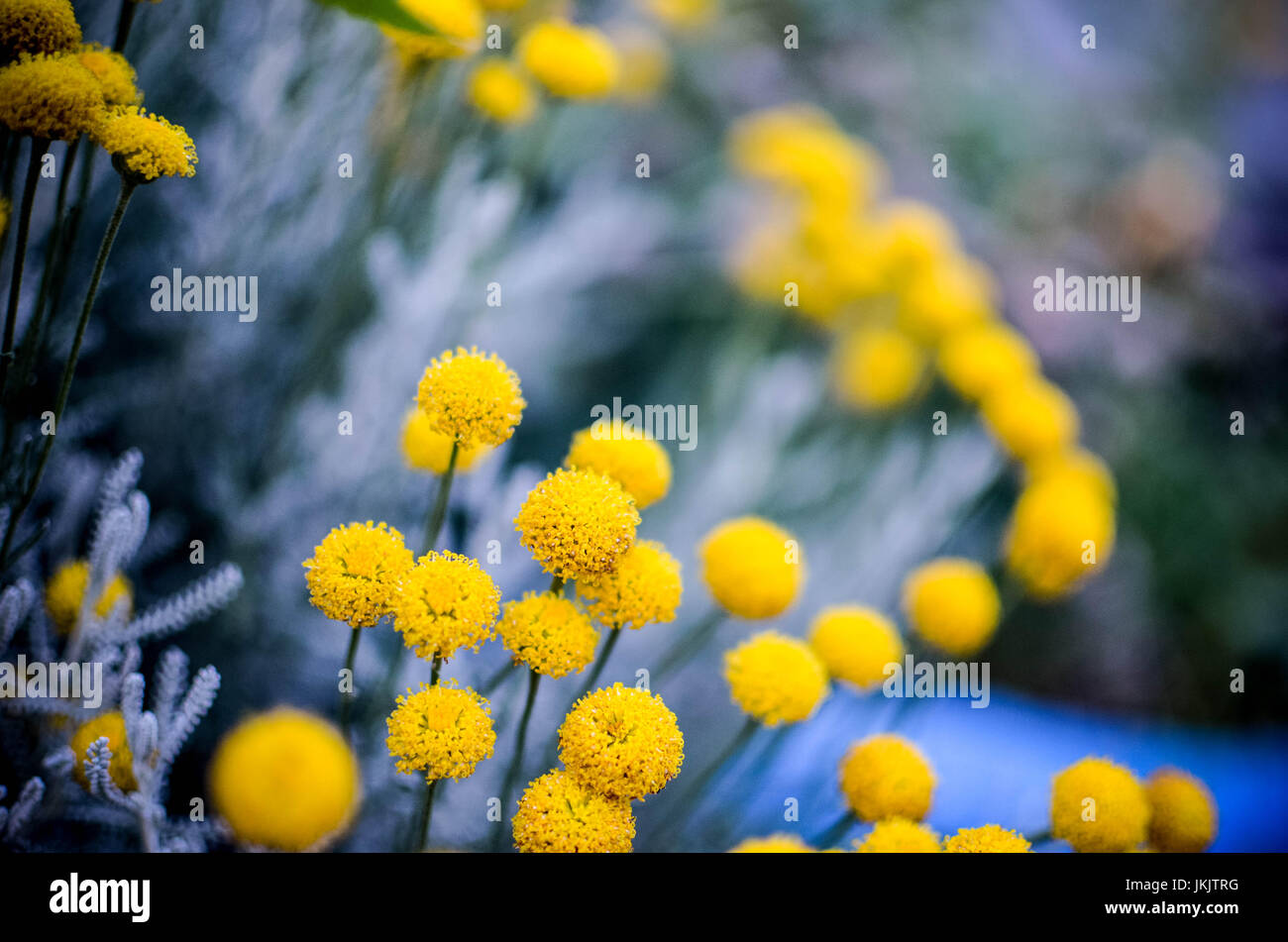 vintage photo of many wild meadow sift yellow flowers on dark field and ...