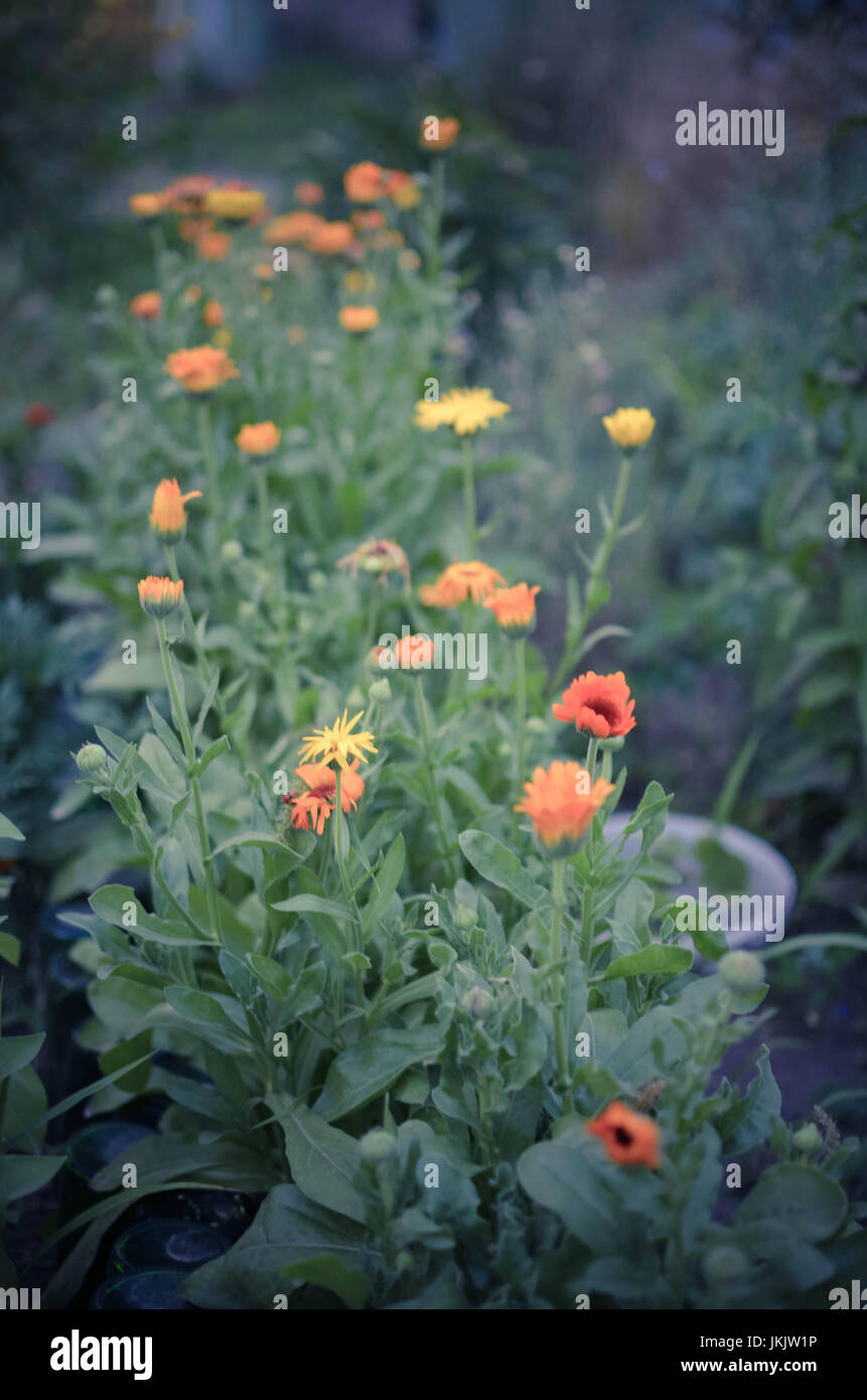 Flowerbed with Orange and Yellow Marigolds Calendula in a Walled ...