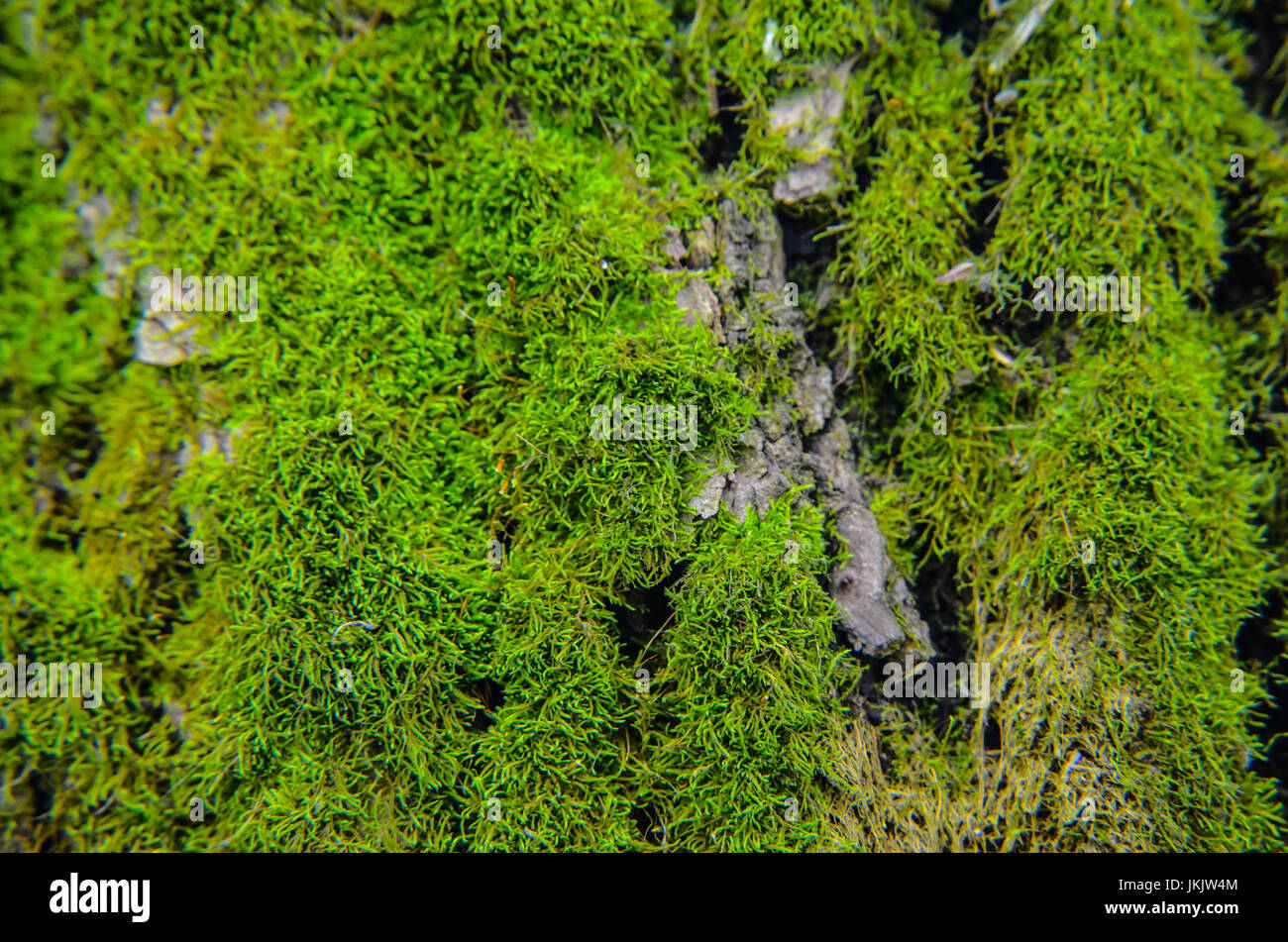 green moss background texture beautiful in nature Stock Photo - Alamy