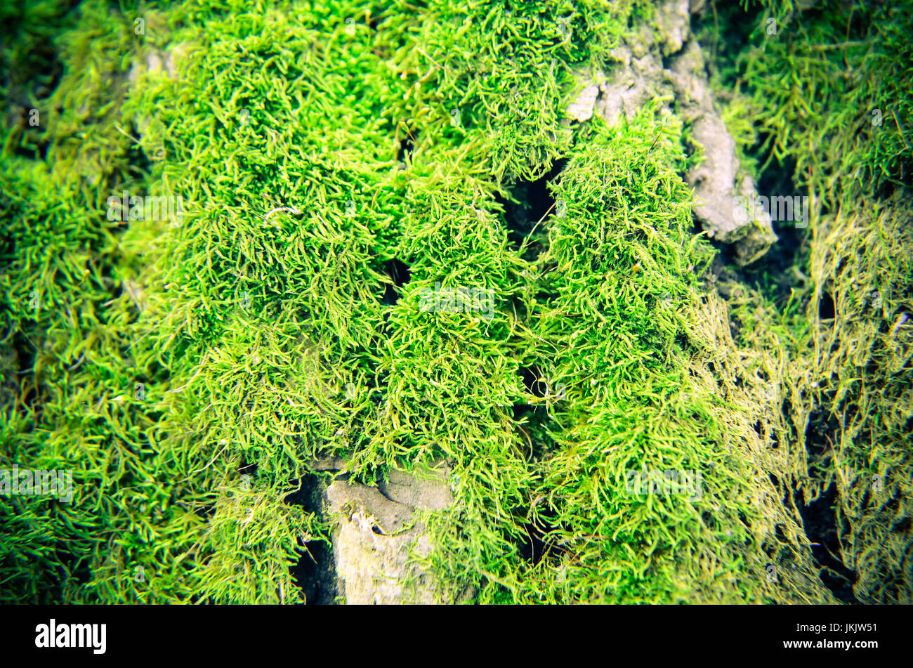 green moss background texture beautiful in nature Stock Photo - Alamy