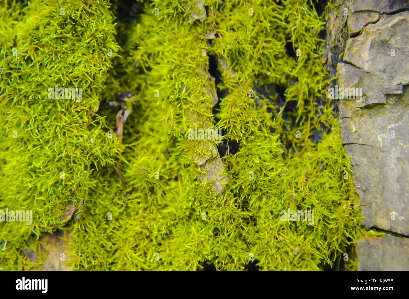 green moss background texture beautiful in nature Stock Photo - Alamy