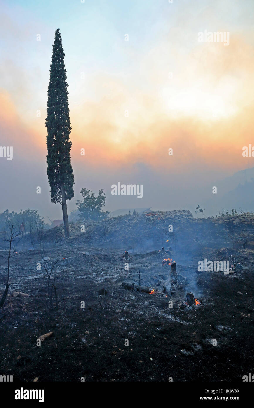 Cypress pine burning hi-res stock photography and images - Alamy