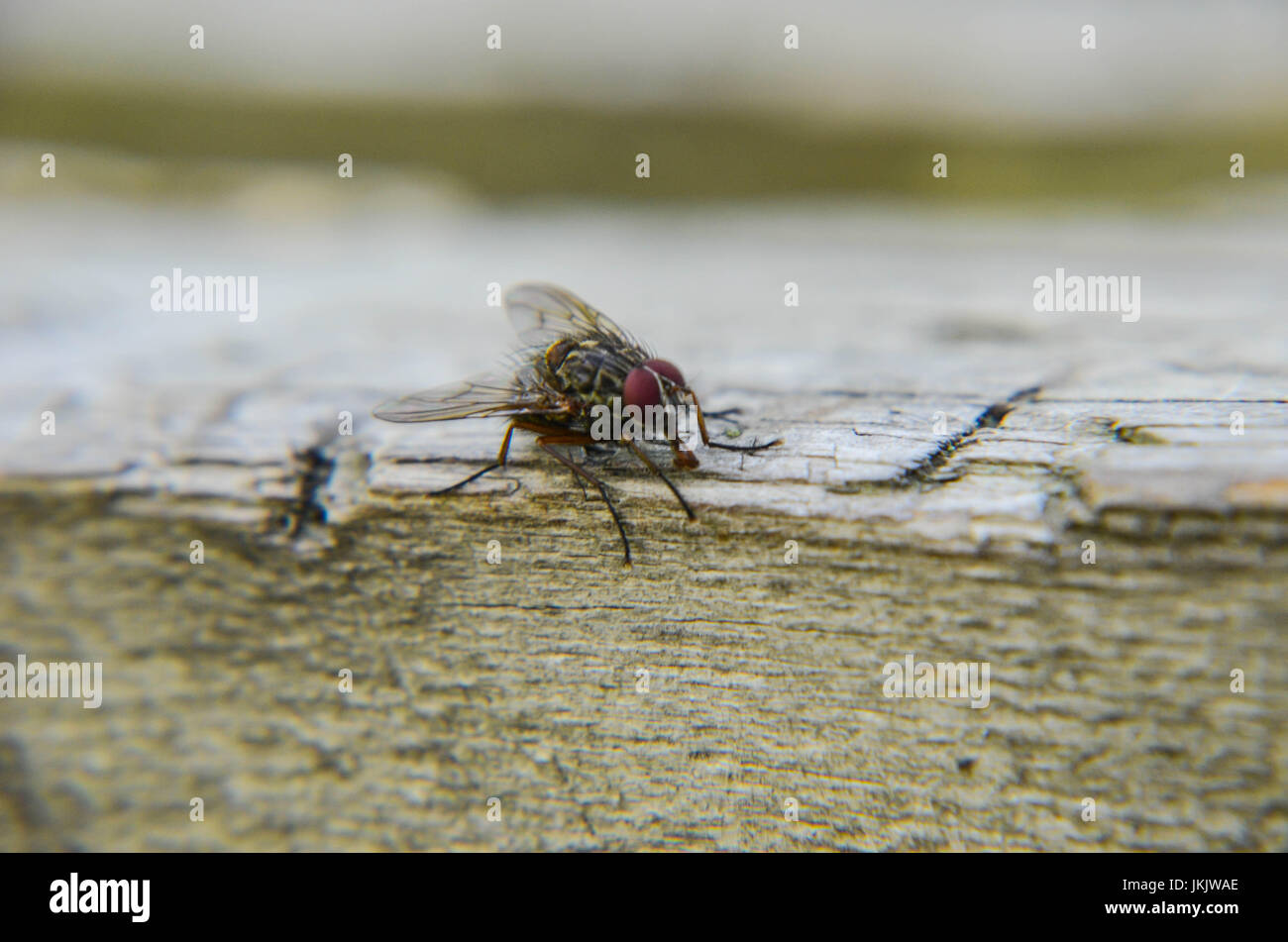 Blow fly, carrion fly, bluebottles or cluster fly Stock Photo - Alamy