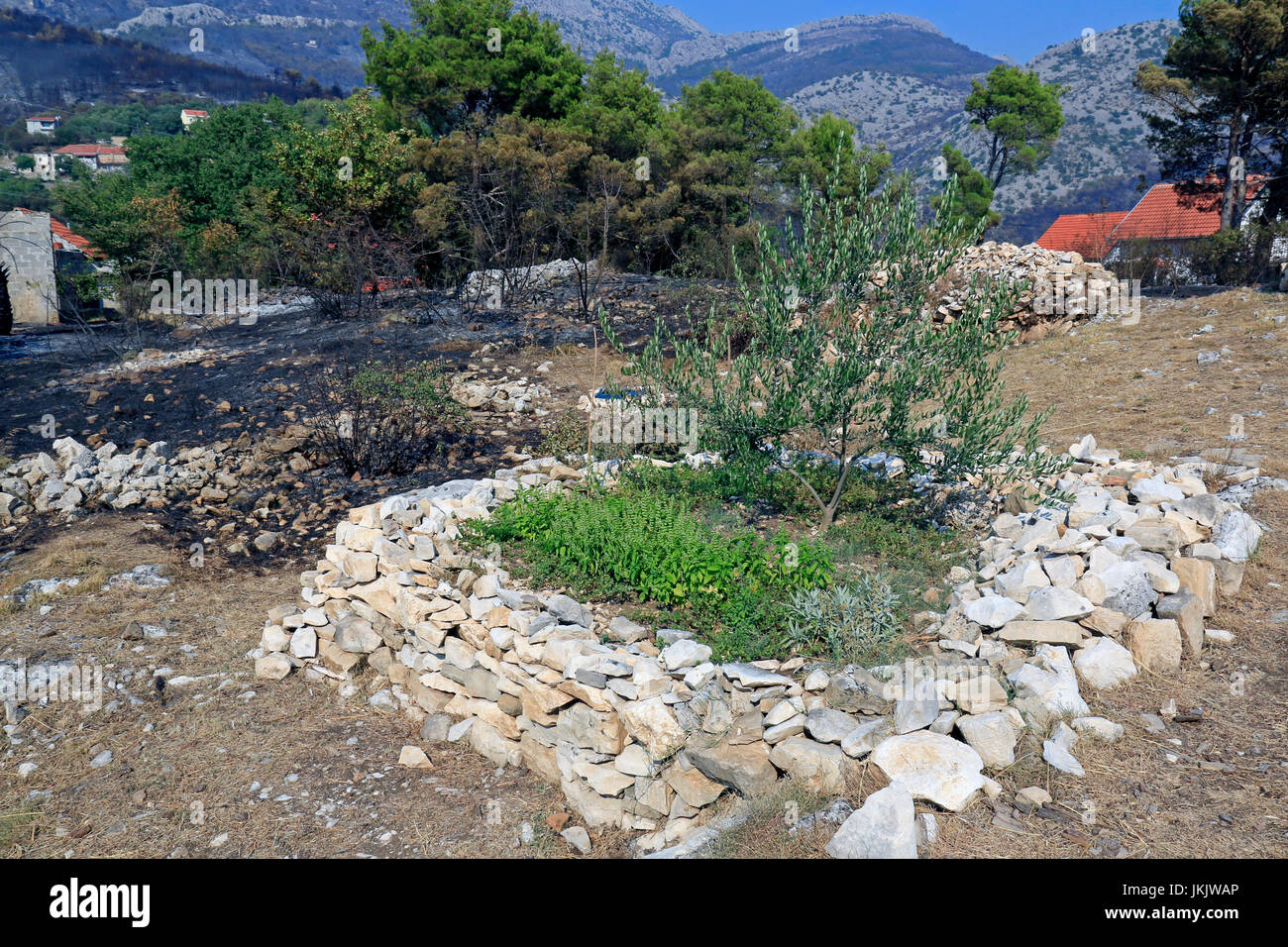 Zrnovnica, Split, Croatia - July 18, 2017: Saved olive tree after ...