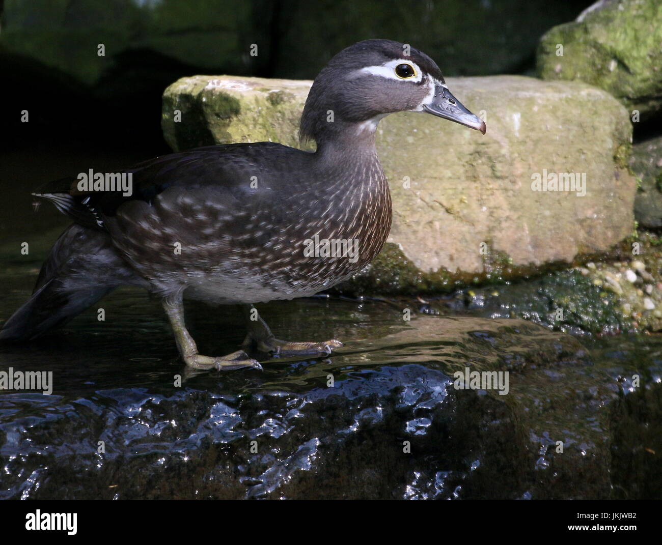 Female North American Wood duck or Carolina duck (Aix sponsa Stock ...